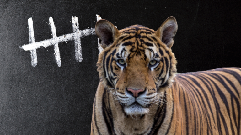 Why do we need to count tigers? - Silicon Valley Project Management